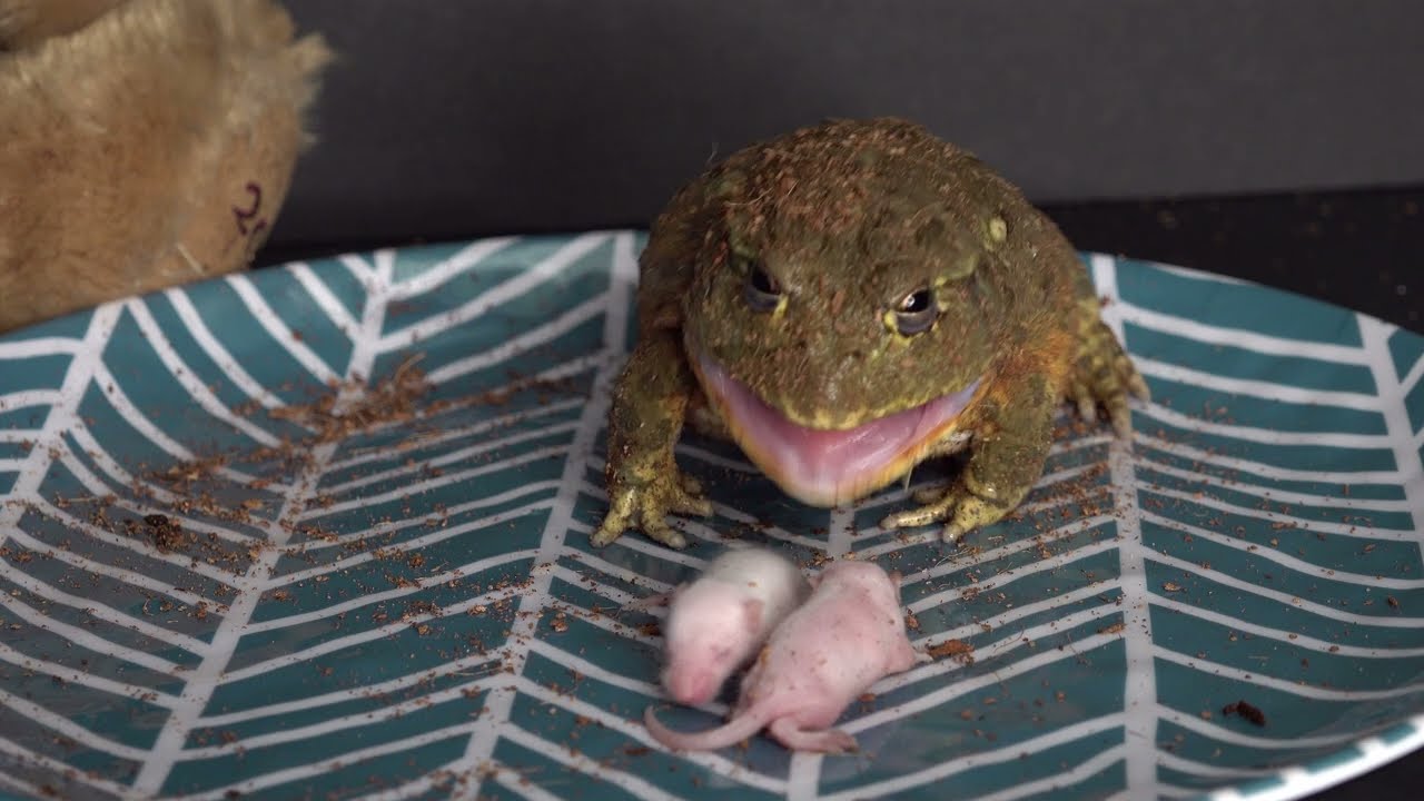 Pixie Frog Eats 6 Mice / Warning Live Feeding - YouTube