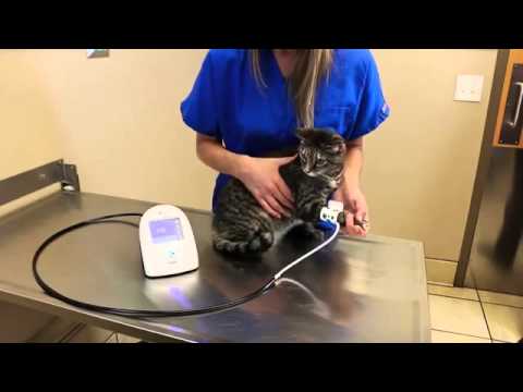 SunTech Vet20 Proper BP Cuff Placement 2 of 4 - YouTube