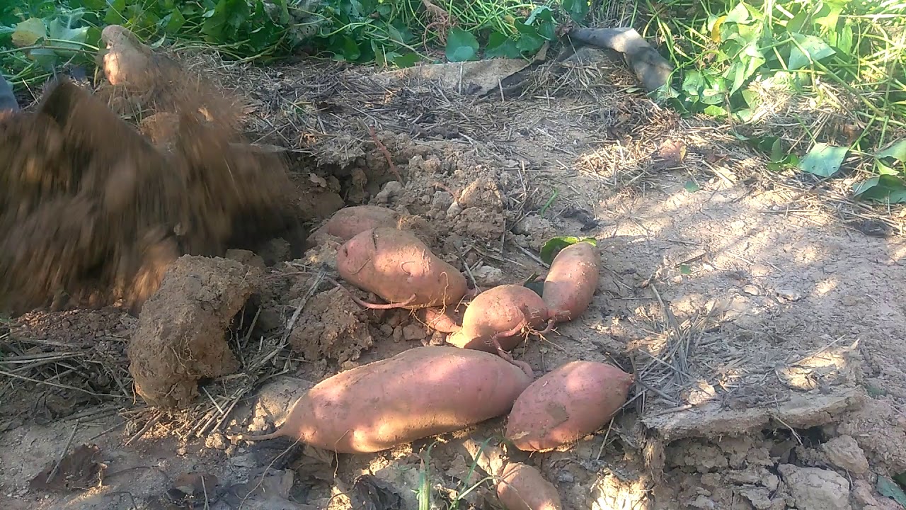 Digging sweet potatoes - YouTube