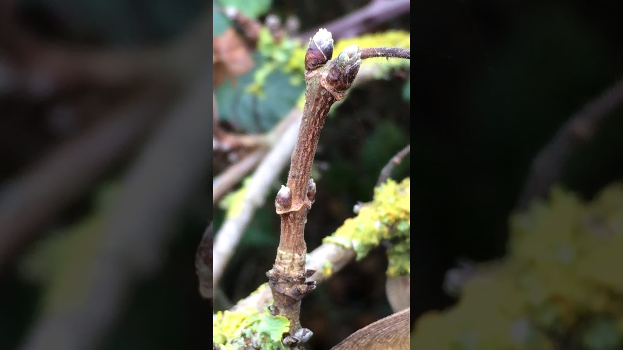 Field Maple (Acer campestre) - buds - December 2017 - YouTube
