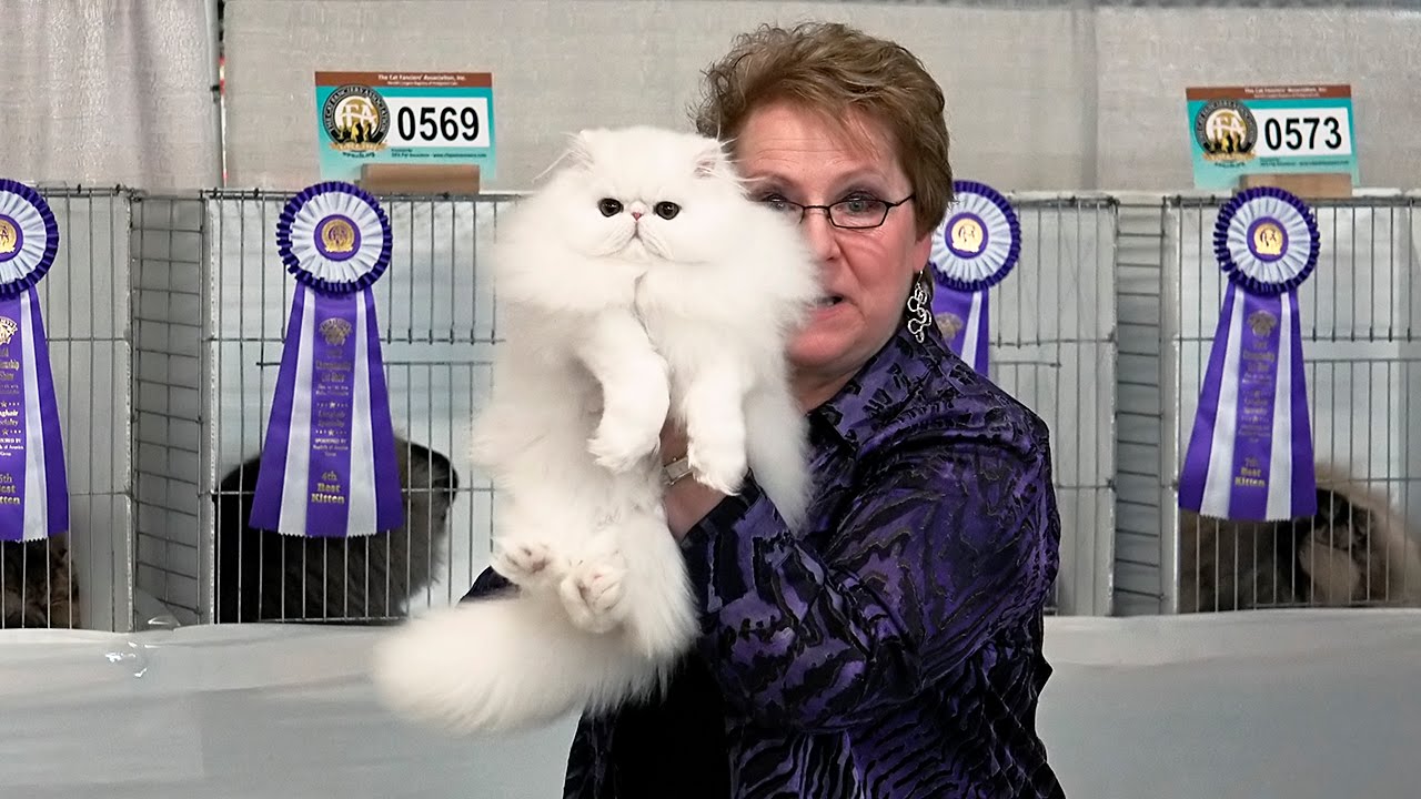 CFA World Show 2014, Rachel Anger longhair kitten final - YouTube