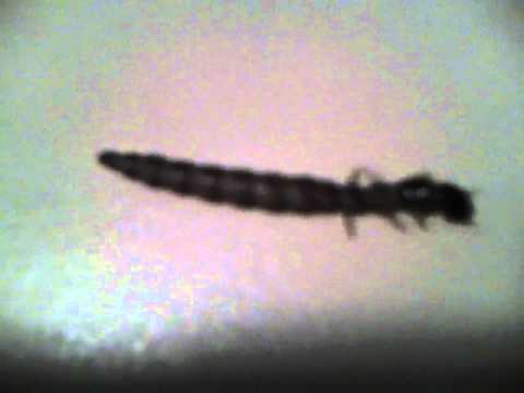 What is that? Weird creatures can crawl backwards - YouTube