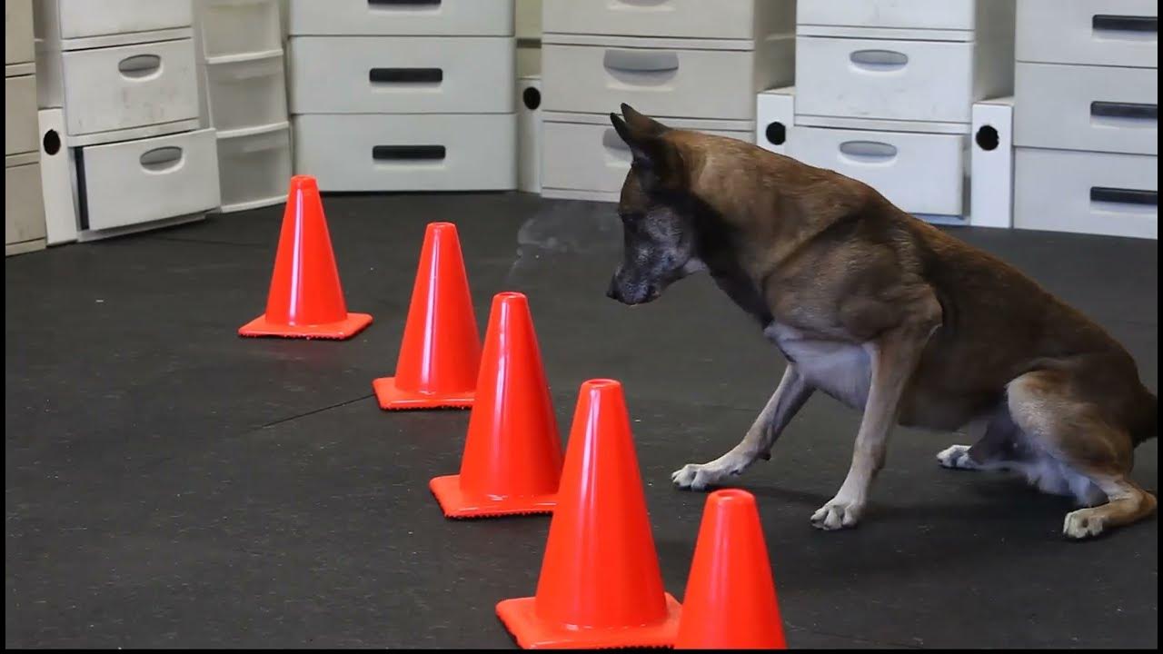Odor Demo For K9 Scent Work - YouTube