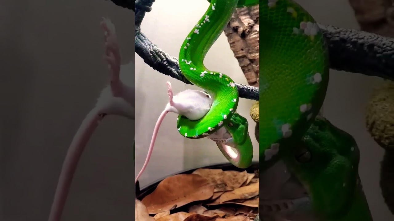 Green Tree Python Feeding! - YouTube