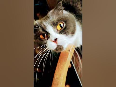 Бонька что то выпрашивает 😺😸🤗🥰 - YouTube