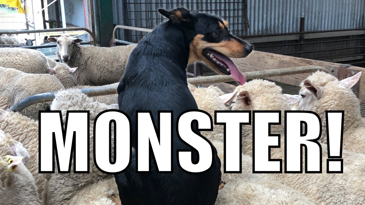 I've Created a MONSTER! Australian Sheep Farm Vlog - YouTube