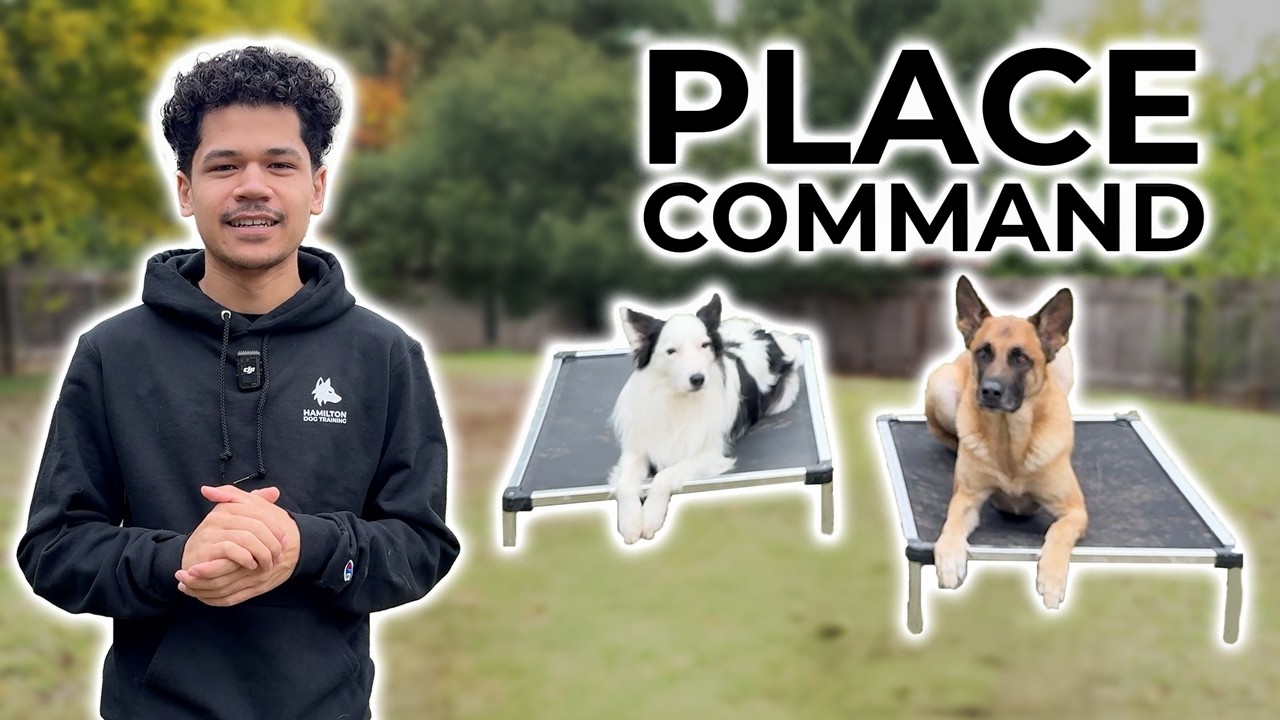 How to Teach Your Dog the PLACE Command (Step-By-Step) - YouTube