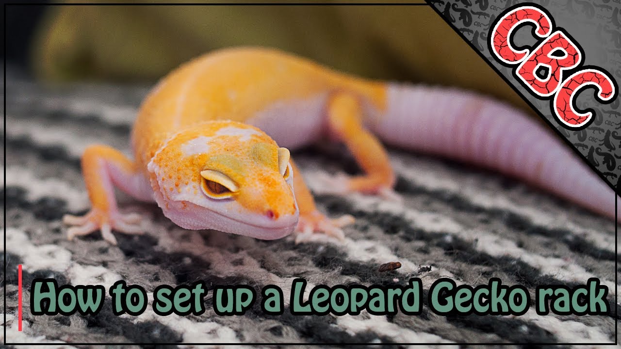 How to set up a Leopard Gecko rack - YouTube