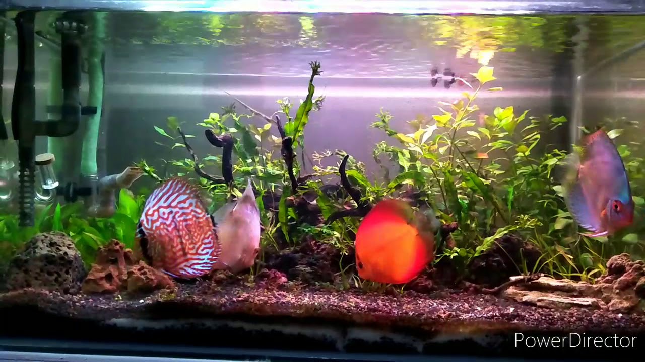 Discus Aquascape - YouTube