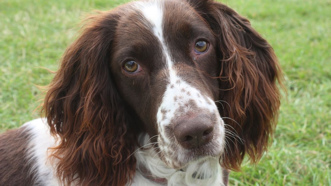 The Benefits of Playtime and Enrichment Activities for English Springer Spaniels - YouTube