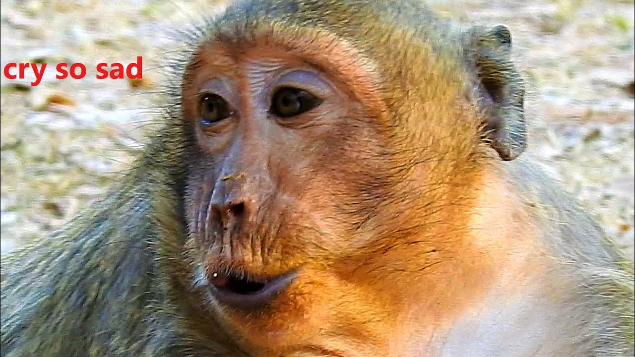 So Pity Sweet Pea cry so sad for mom Popeye warm care & Hurt | SP cry ...