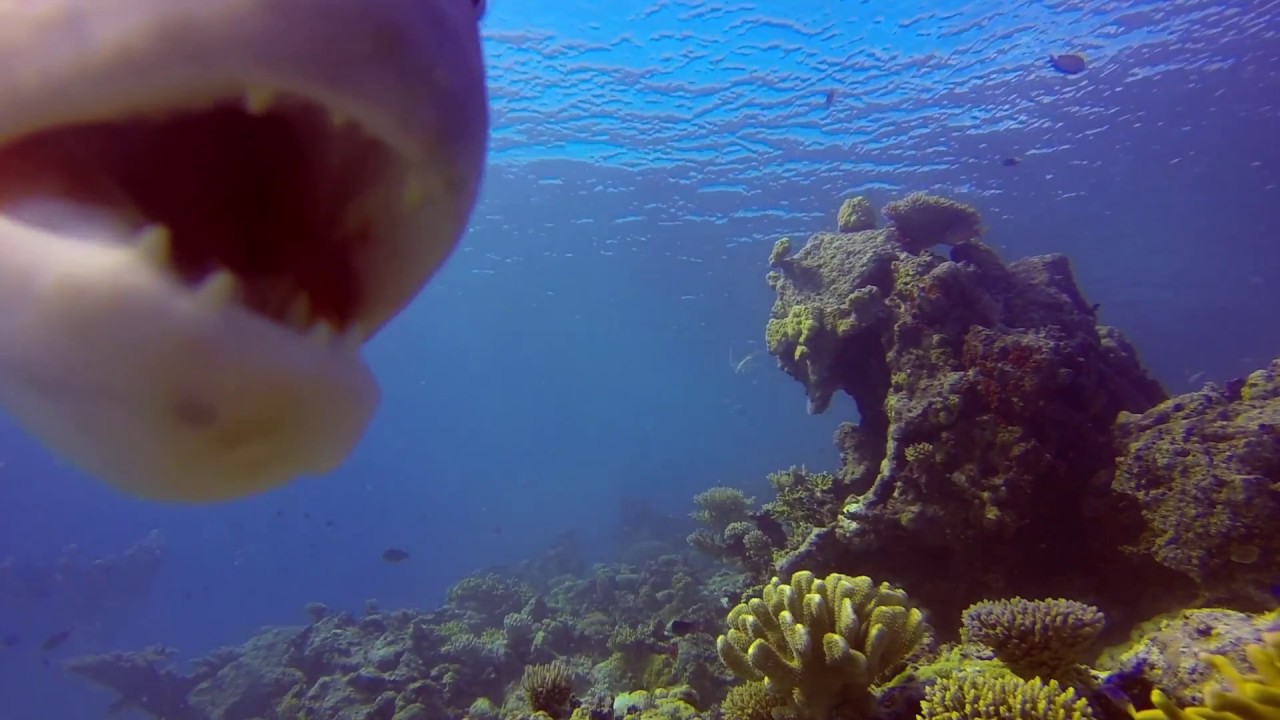 When Fish Attack - Compilation - YouTube