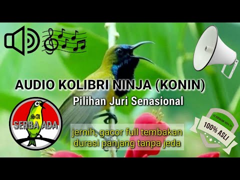 Masteran Jernih Kolibri Ninja (KONIN) Pilihan Juri Senasional Juara No.1 Gacor Full Tembakan #konin
