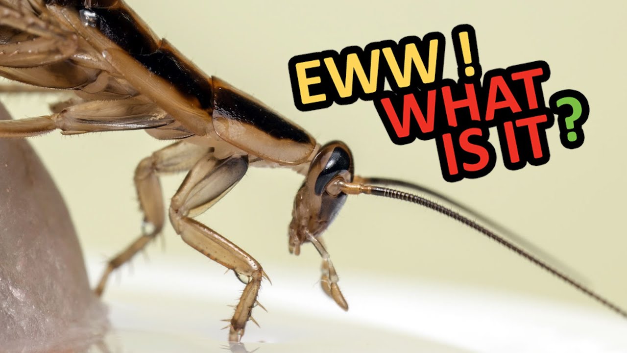 Eww! What Is It? (video 2) - YouTube