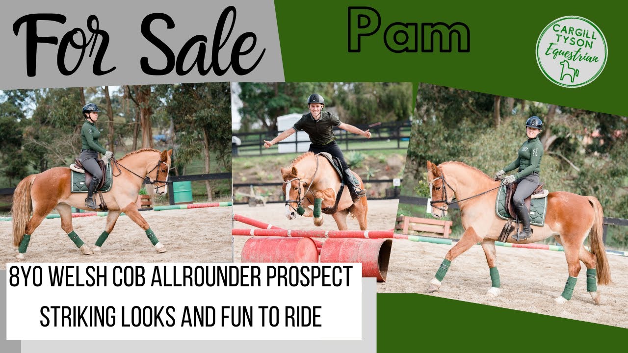 FOR SALE - Pam - 149cm Welsh Cob, chunky, cute + super fun to ride ...