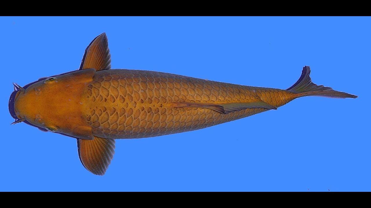 Yellow Magic Sakai FF 42cm Nisai Female - YouTube