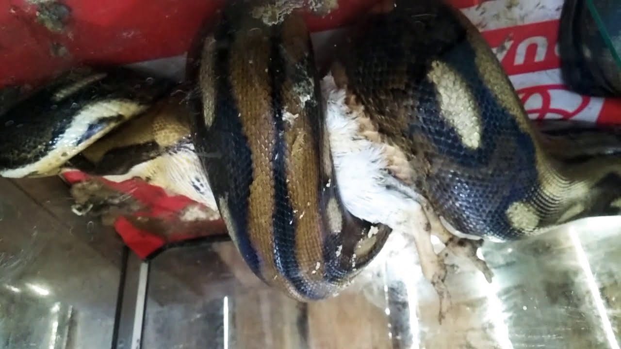 Memberi makan ular - YouTube