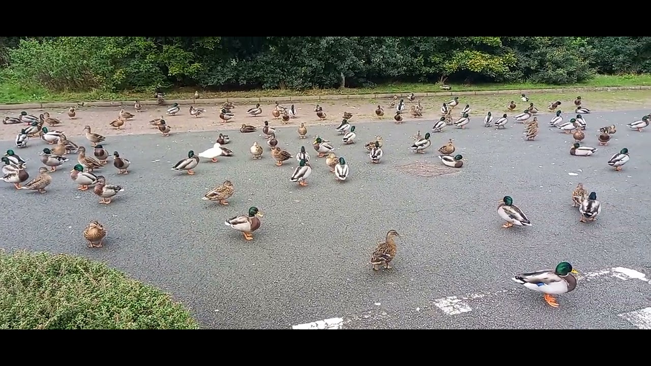 Duck-tacular Moment at Peak Shopping Village Car Park in Rowsley ...