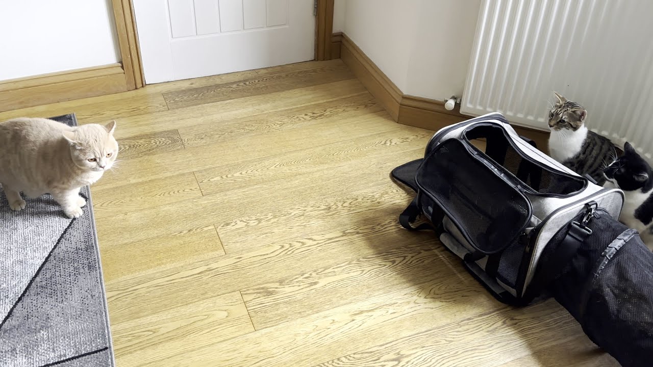 New Kittens Meet Cat For The First Time (Feat. @TangoTheCat ) - YouTube