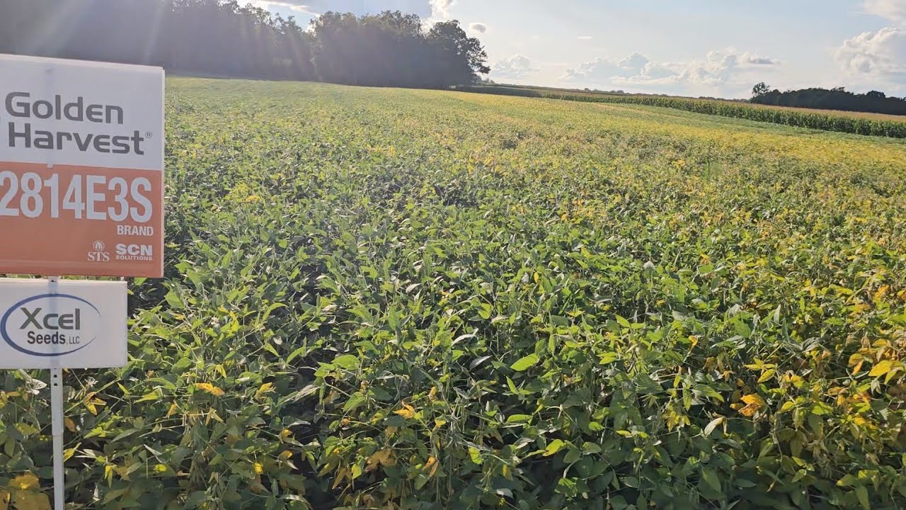 Soybean Plot - YouTube