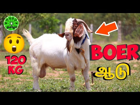 Imported African Boer Goat and Successful Goat Farming Methods | 4 ...
