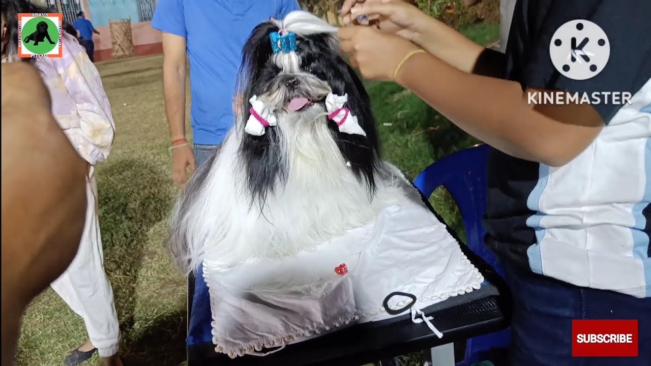 DOG SHOW IN KOLKATA 2022 KOLKATA PET CARE YouTube dog-show-in-kolkata-2022-kolkata-pet-care-youtube