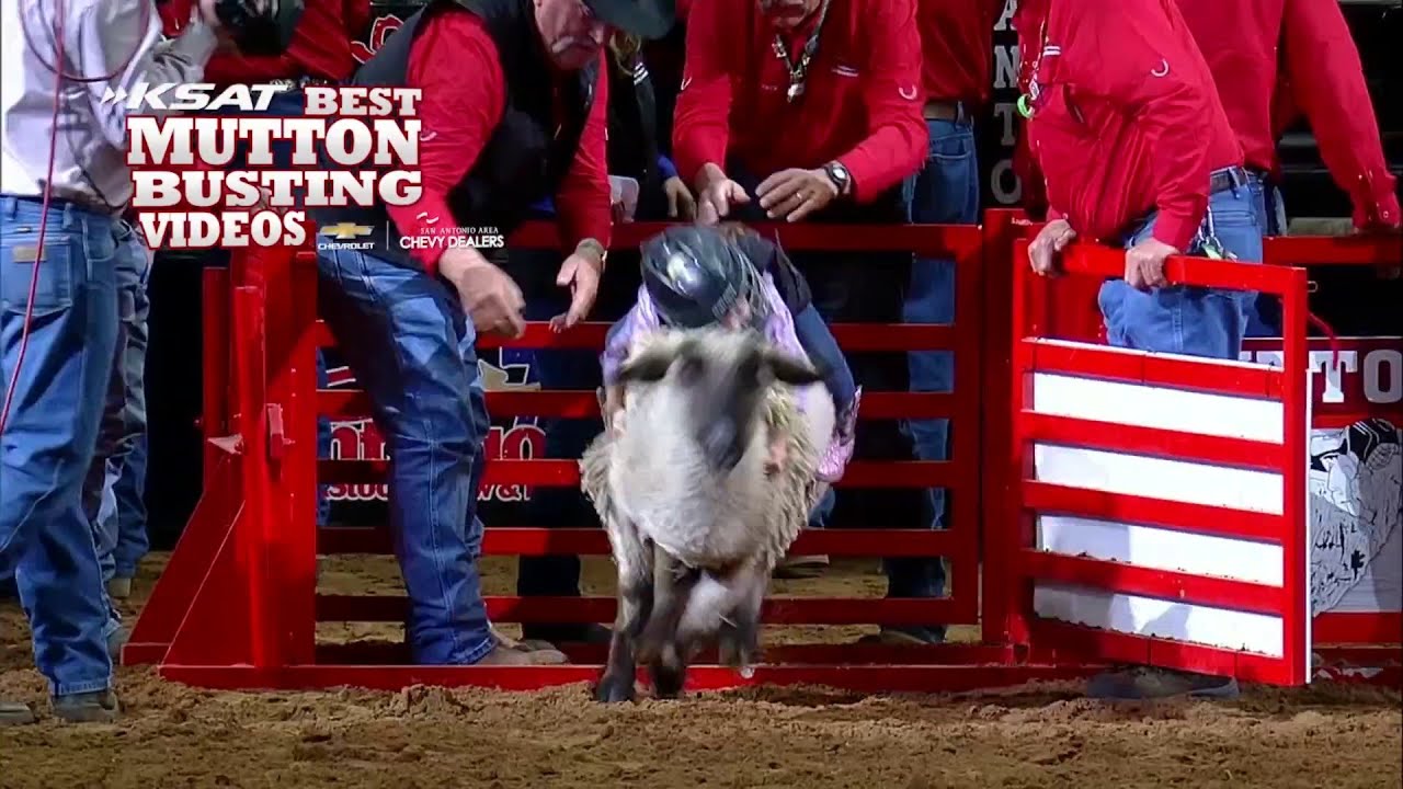 Kid holds on tight in Mutton Busting at the San Antonio Stock Show ...
