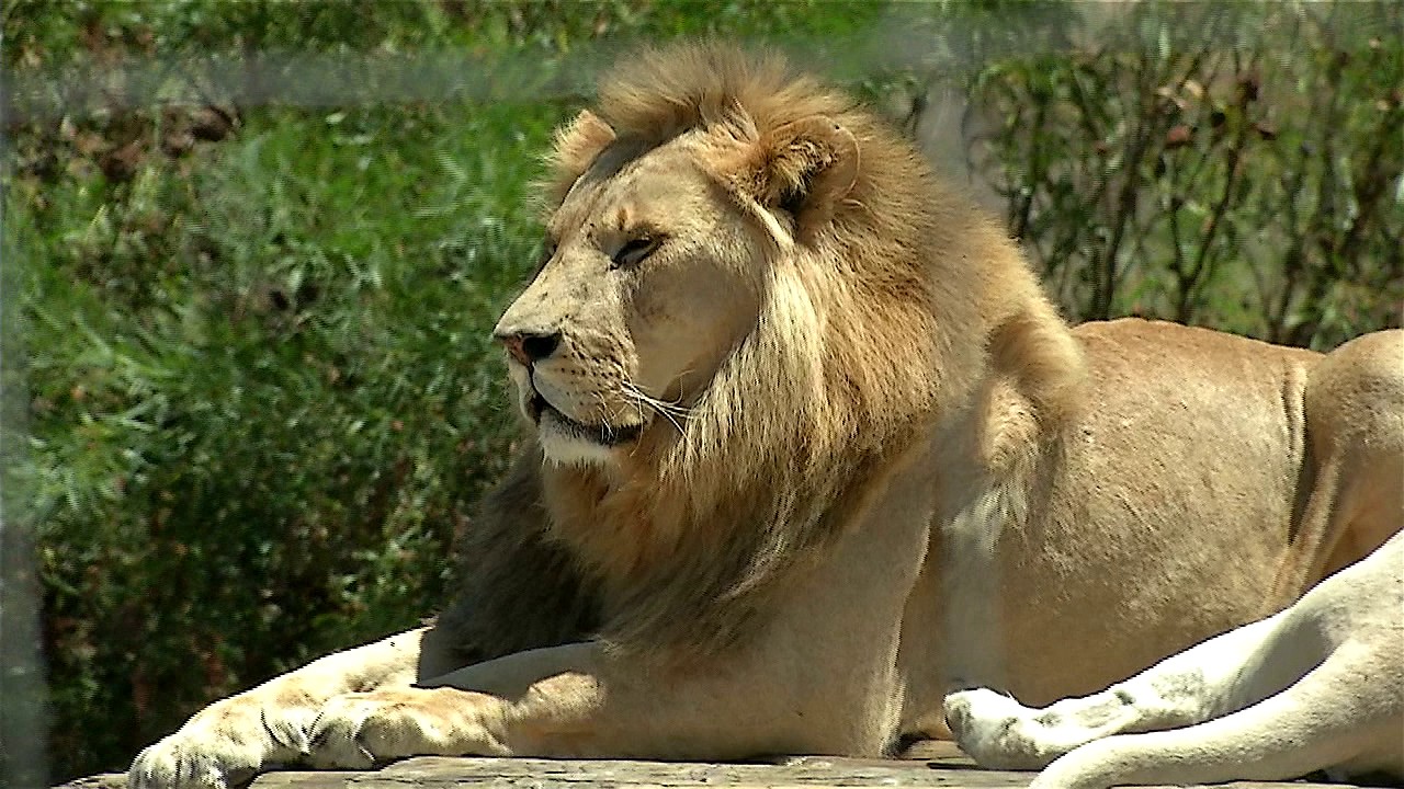 KN Verslag: Diere gestroop vir moetie Kommer - YouTube