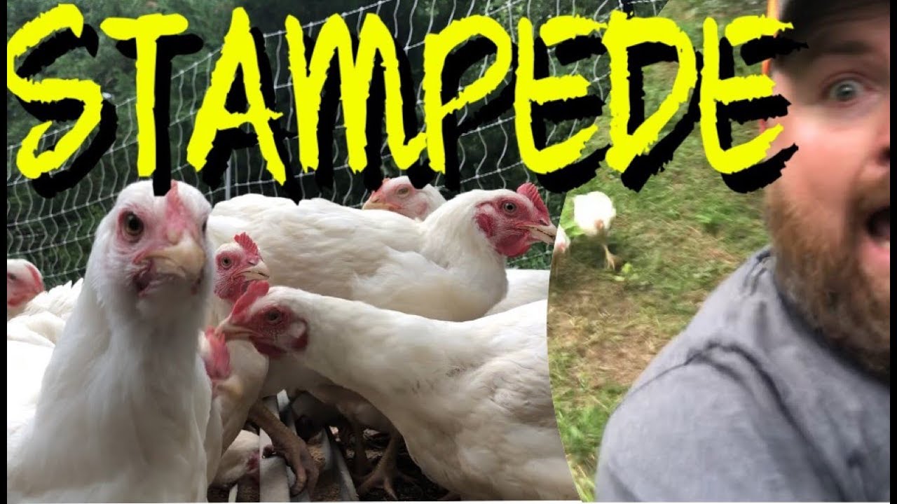 CHICKEN STAMPEDE - YouTube