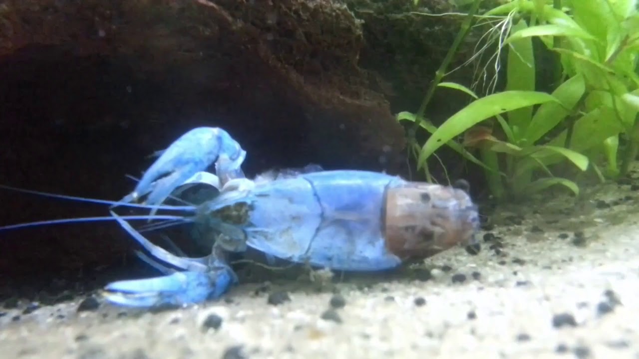 Häutung eines Procambarus alleni (Blauer Floridakrebs) - YouTube