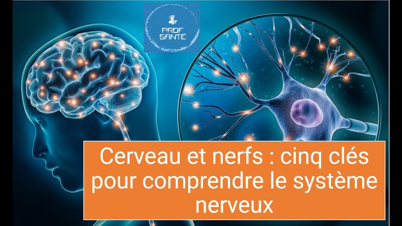 Cerveau et nerfs : cinq clés pour comprendre le système nerveux - YouTube