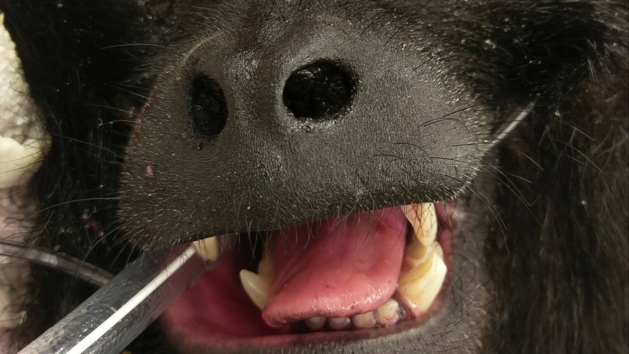 Have You Ever Seen an X-ray of a Howler Monkey Skull? - YouTube