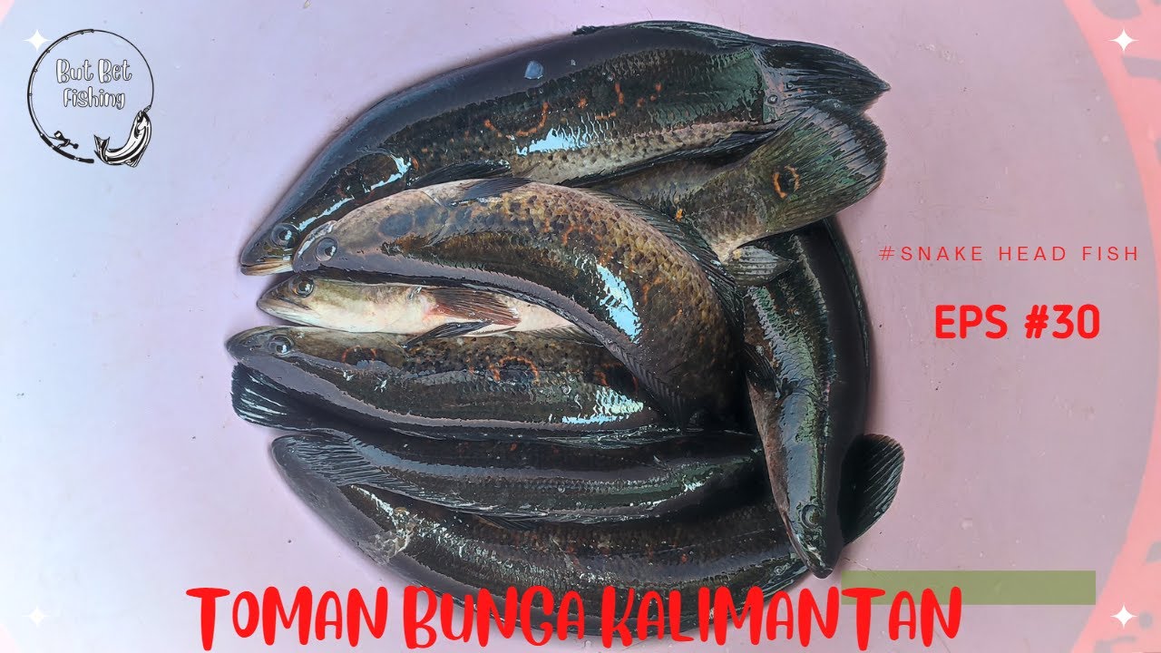 PESTA STRIKE IKAN KERANDANG (TOMAN BUNGA) DI SUNGAI AIR HITAM ...