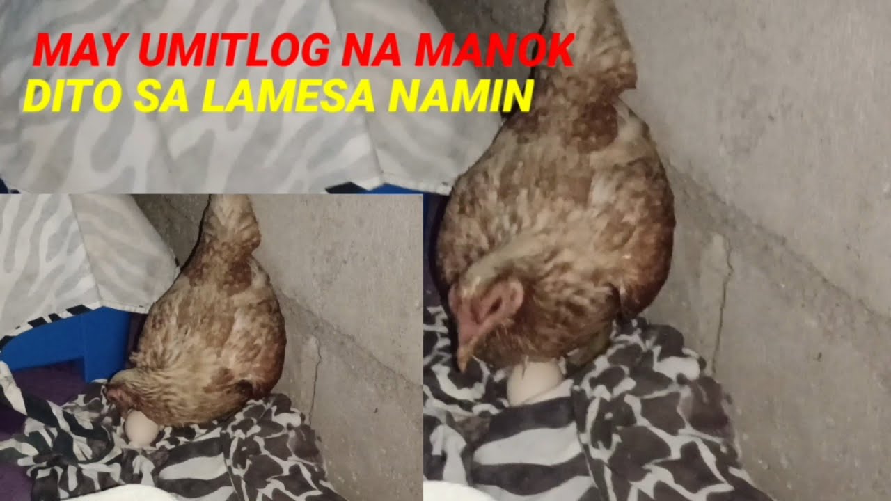 MAY NAG ITLOG NA MANOK SA LAMESA NG BAHAY NAMIN.... - YouTube