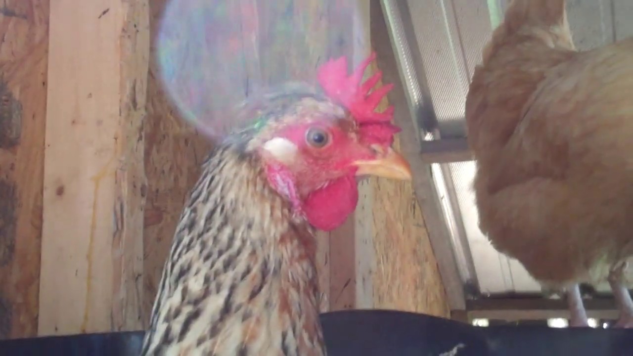 Chickens. - YouTube