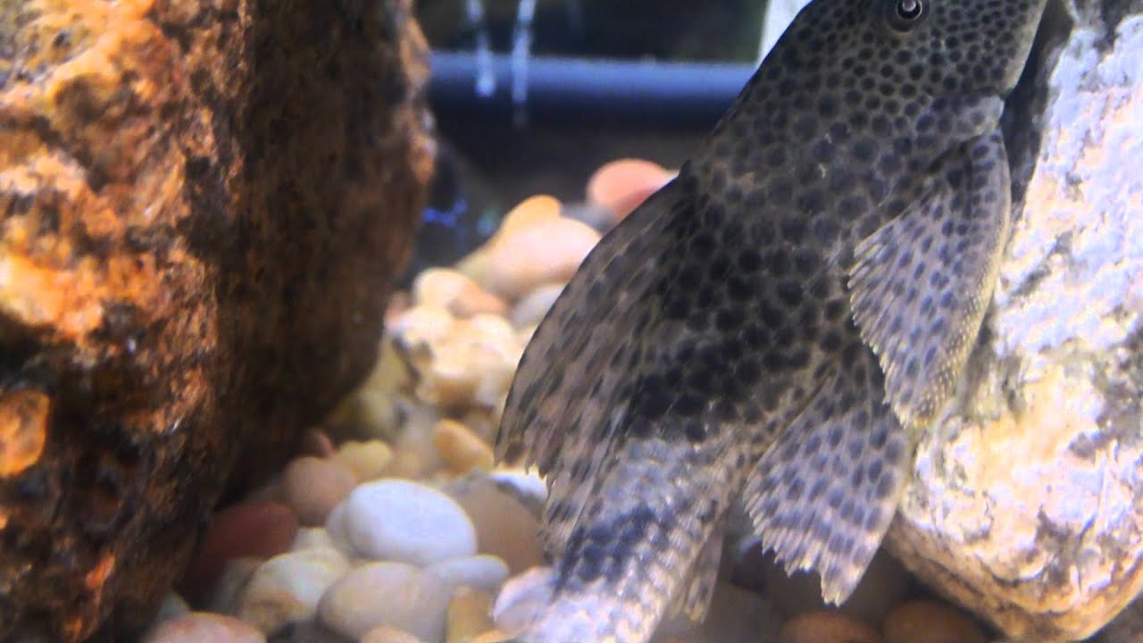 BEAUTIFUL ROYAL GREEN TERROR & FIRE MOUTH CICHLID - YouTube