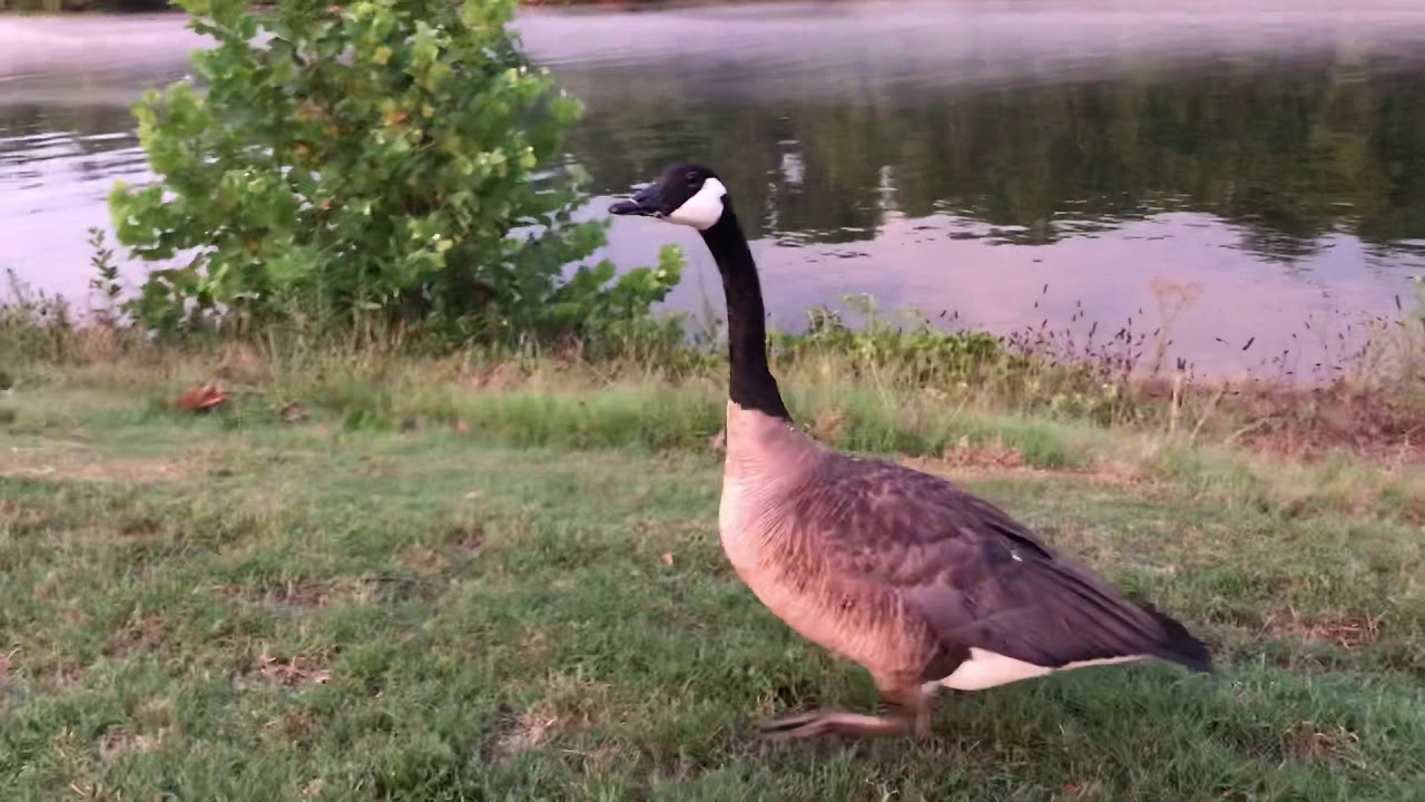 An Alpha Goose Hissing - YouTube