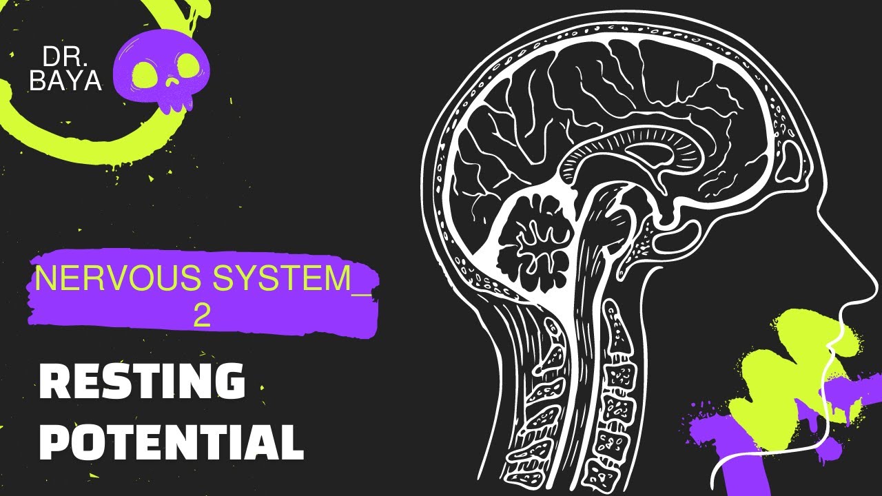 2. Nervous system _ 2 الجهاز العصبي (Resting potential) - YouTube