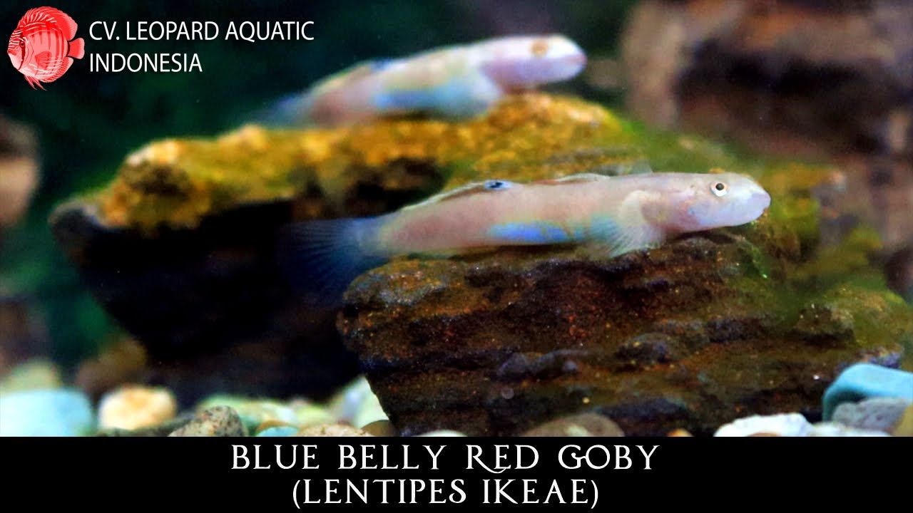 Lentipes ikeae THE OUTSTANDING Blue Belly Red Goby. (Leopard Aquatic ...
