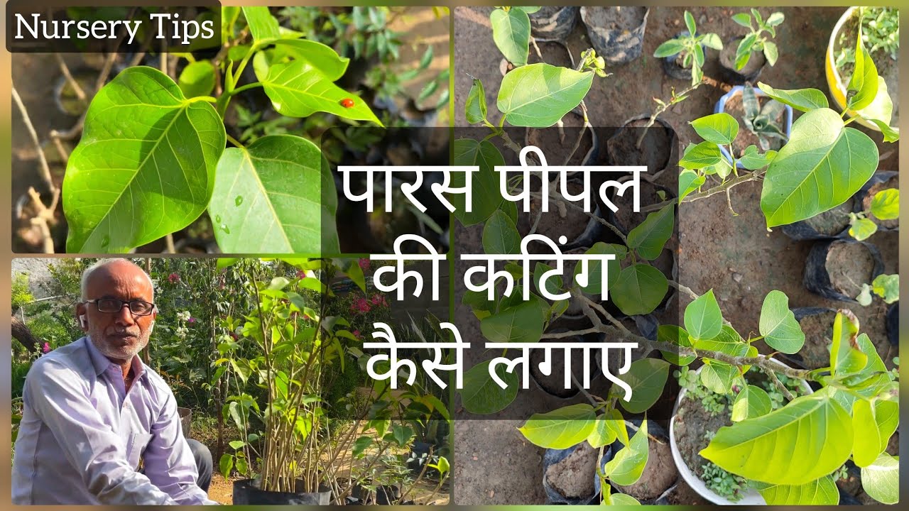 पारस पीपल की कटिंग कैसे लगाए | पारस पीपल की सारी जानकारी | Paras Pipal ...