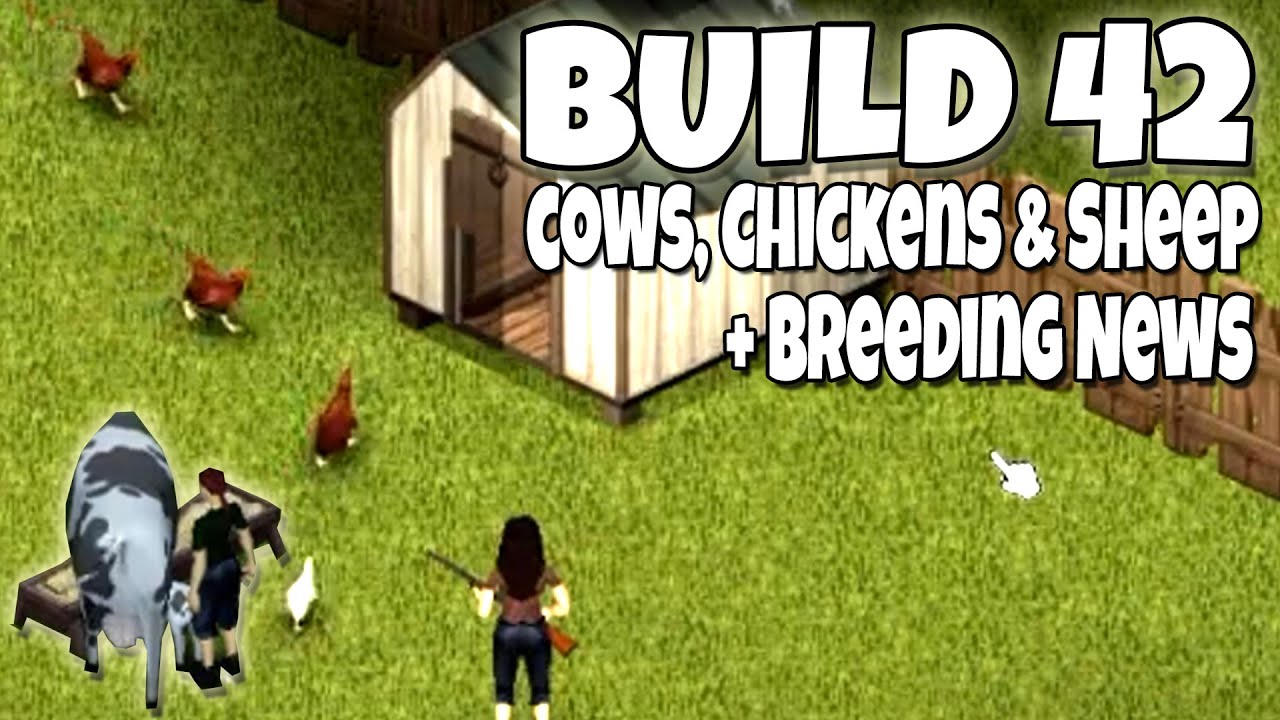 Project Zomboid Build 42 News Cows Sheep Chickens Breeding project-zomboid-build-42-news-cows-sheep-chickens-breeding