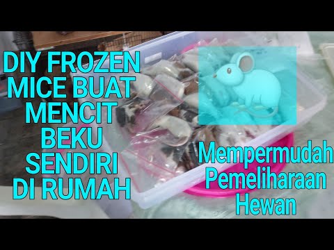 DIY FROZEN MICE | CARA MEMBUAT MENCIT BEKU SENDIRI DI RUMAH