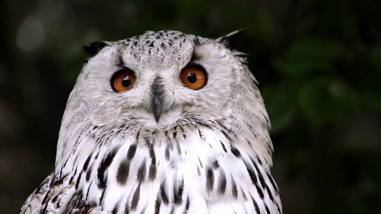 Mirada de buho 4k - YouTube
