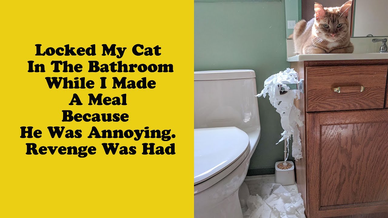 50 Of The Best And Funniest Pet Revenge Examples - Love animal - YouTube