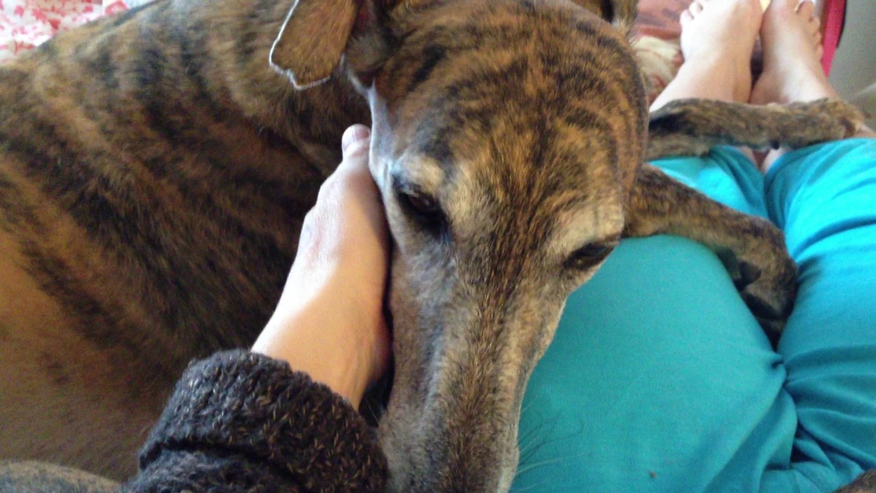 Do Greyhounds Like To Cuddle