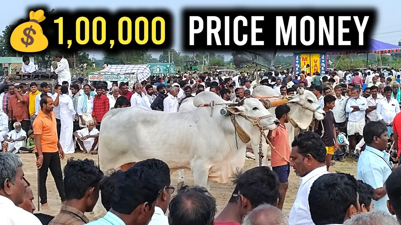 "Epic Sankranti Bull Racing | Traditional Festival Highlights" - YouTube