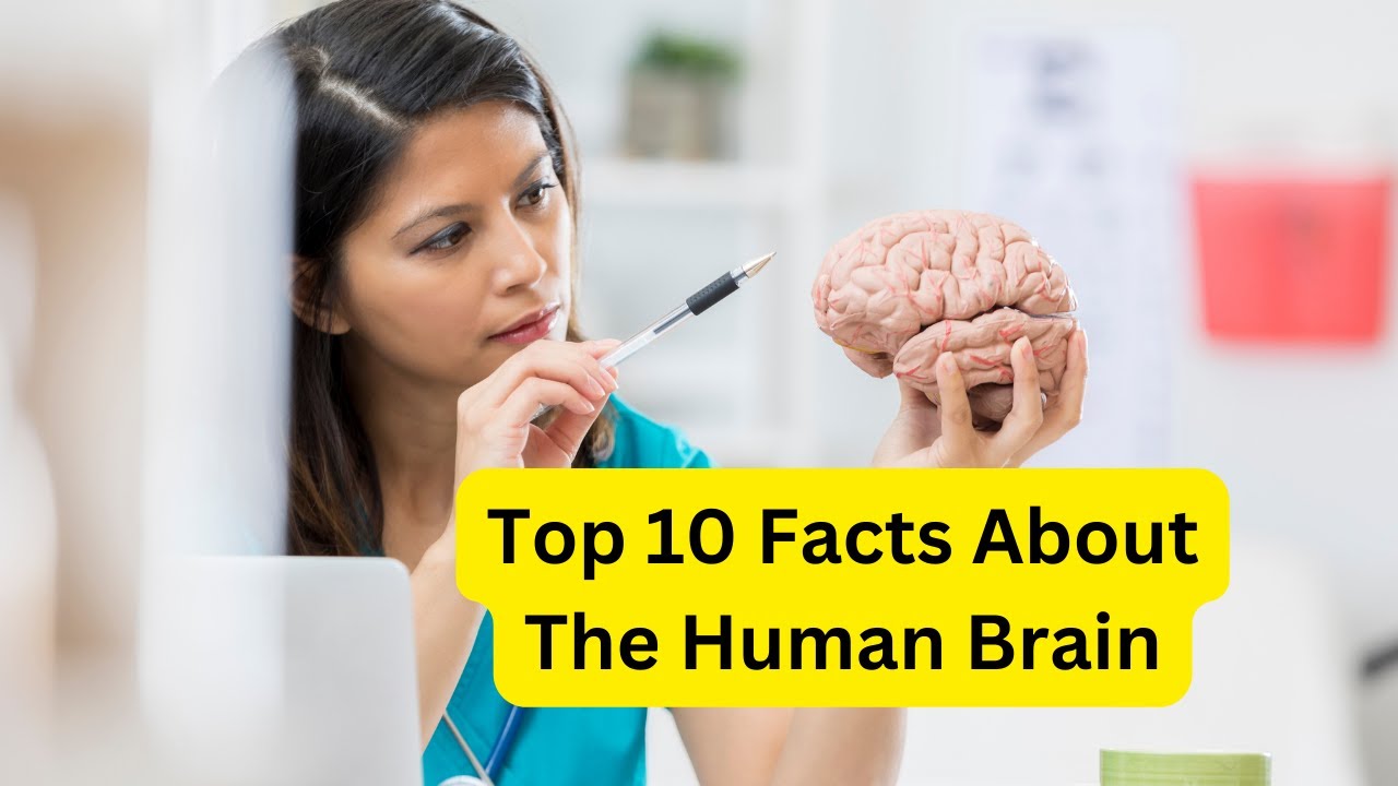 The surprising truth about the human brain. - YouTube