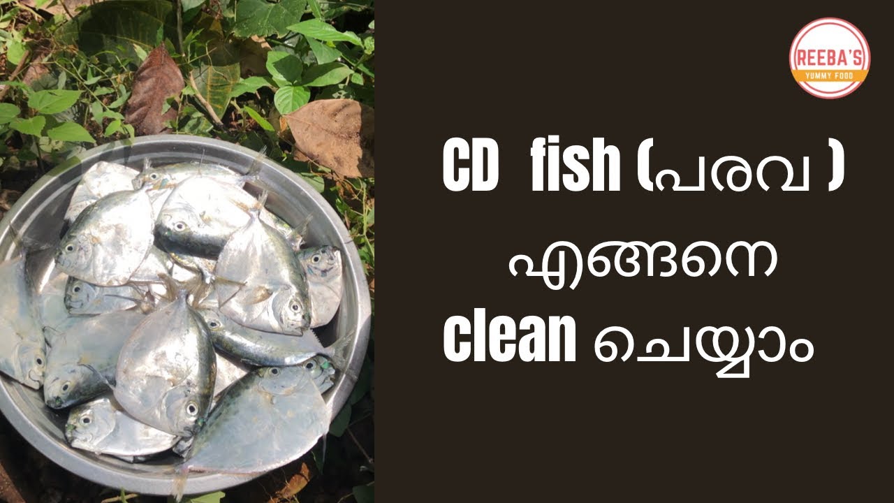How to clean CD fish | പരവ മീൻ എങ്ങനെ clean ചെയ്യാം | parava meen ...