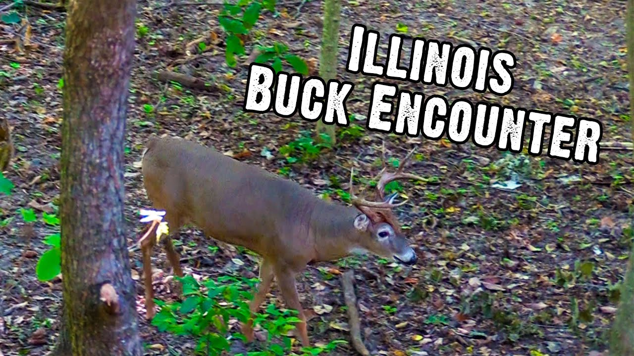 Pre-Rut Action - Illinois Buck Encounter - YouTube