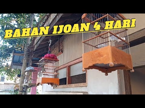 Sogonmu bunyi di tempat sepi❓️WAJIB lihat video ini‼️